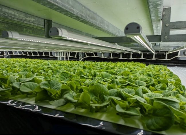 Cultivating Innovation: Food and Agriculture Institute partners with ...